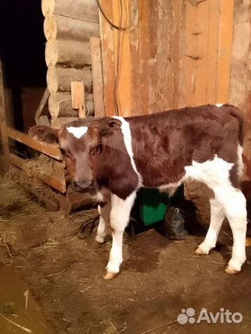 Бычок крепкий мужичок