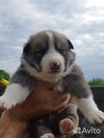 Щенки акиты