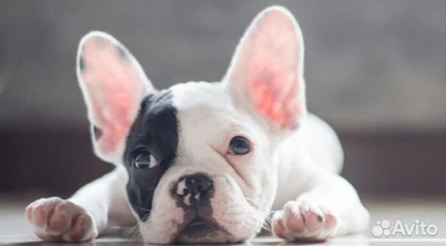 Французский бульдог