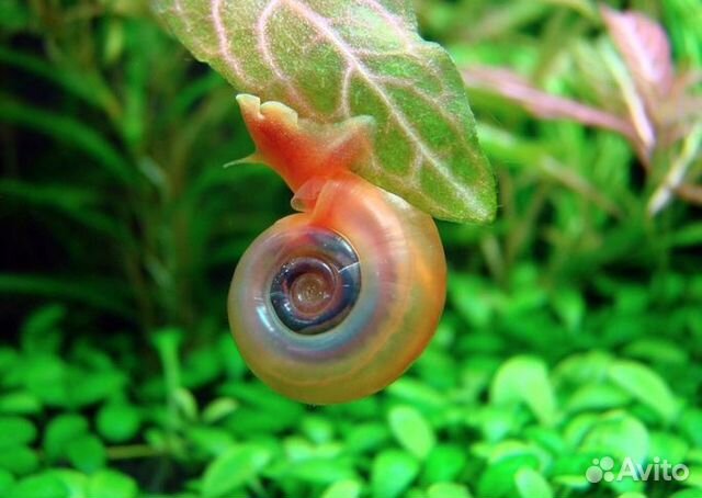 Улитки катушки розовые