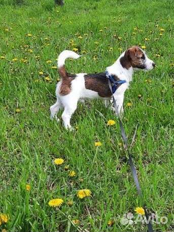 Щенки джек рассел терьер