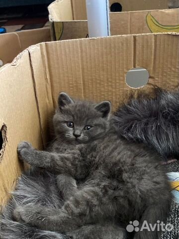 Британская котенок. Отдаю бесплатно
