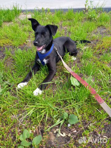 Отдам в добрые руки