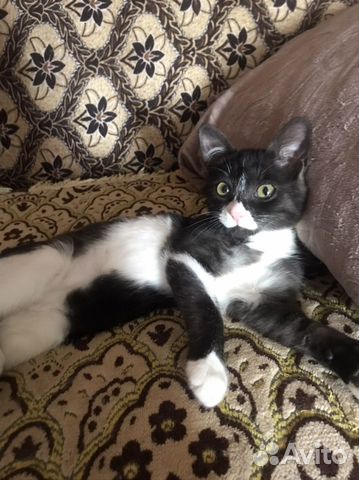 Котенок девочка в добрые руки очень красивая
