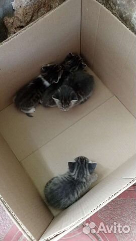 Котята в добрые руки