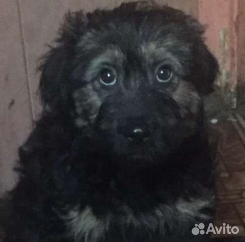 Щенок- пузатик милый спасите в добрые руки