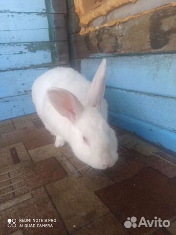 Кролики (кролы)