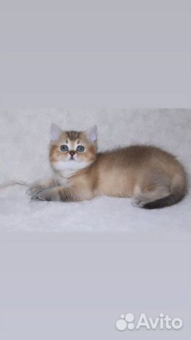 Золотая шиншилла девочка