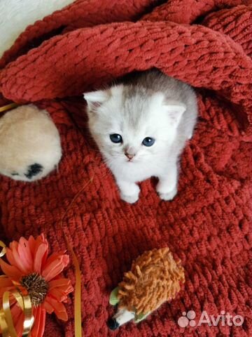 Шотланский котенок