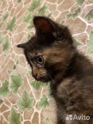 Котёнок трёхцветный