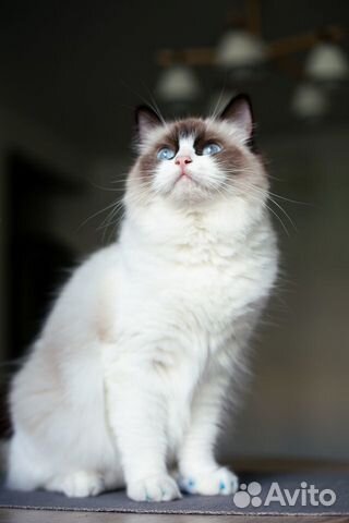 Кошечка Регдолл(Ragdoll)