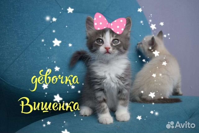 Котенок девочка в добрые руки