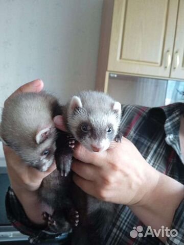 Хорьки малыши