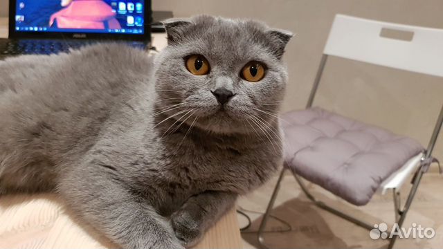 Шотландская вислоухая кошка