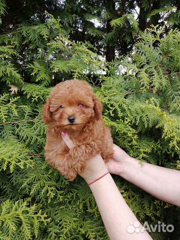 Кукольная девочка РКФ