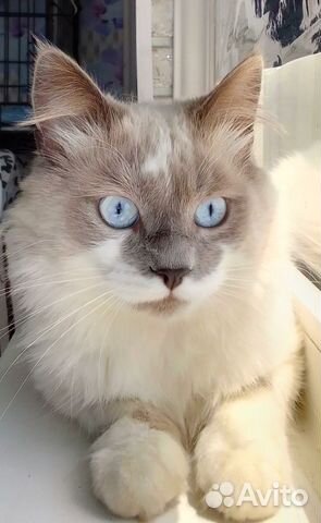 Найден кот