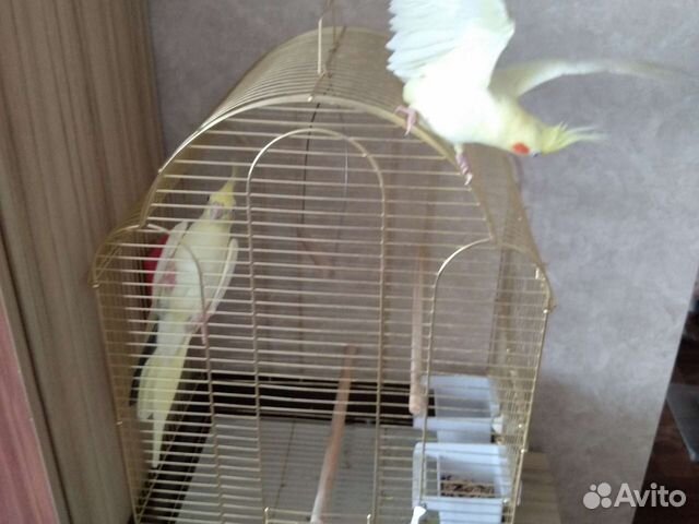 Попугай корелла с клеткой