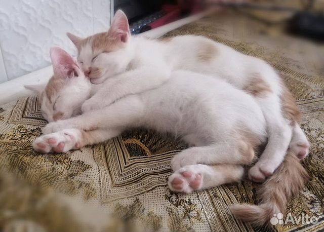 Три милых котёнка