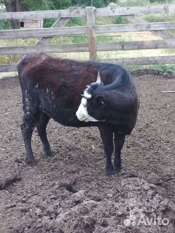 Коровы телки стельные