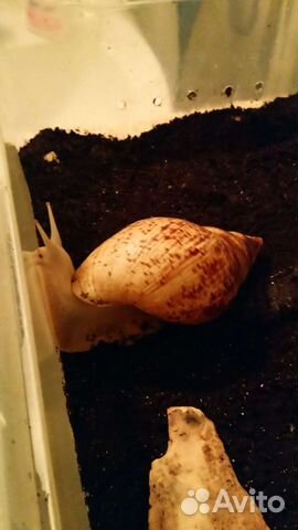 Улитка Ахатина Ретикулята с контейнером