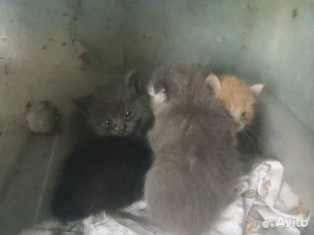 Котята 5 шт