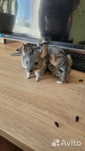 Щенки шиншилы