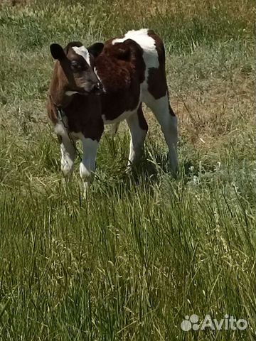 С/х животные