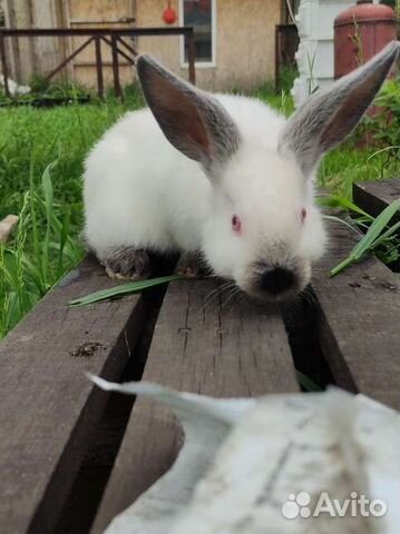 Калифорнийские кролики