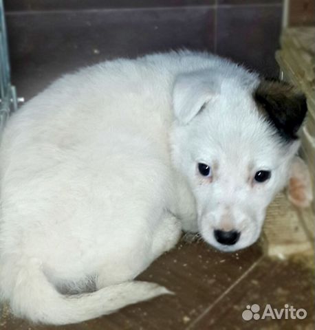 Щенки в дар, 2мес