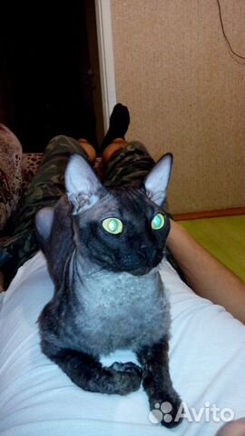 Приглашаем кошечек на вязку