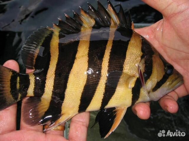 Индонезийский тигровый окунь