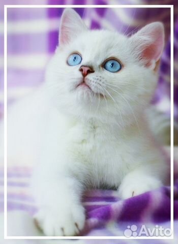 Бритаская серебристая шиншилла