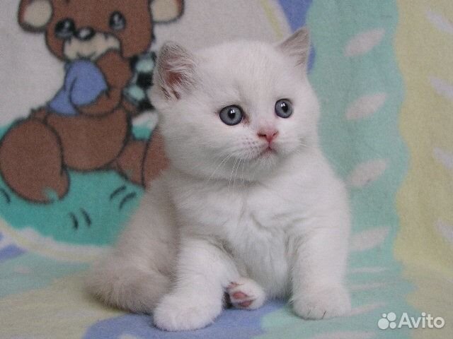 Шикарные британцы