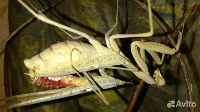 Богомол африканский