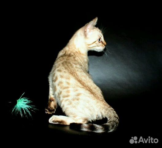 Бенгалы реткого окраса калор Линкс Поинт