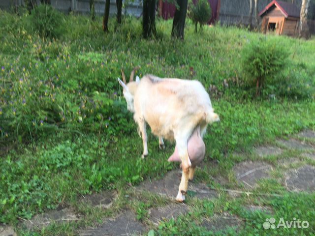 Дойные Козы шестилитровки и козлята