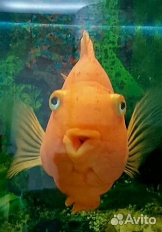 Аквариумная рыба-Попугай красный