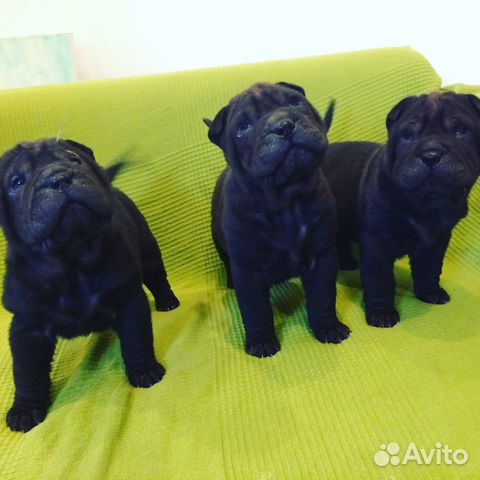 Продаю щенков породы шар-пей