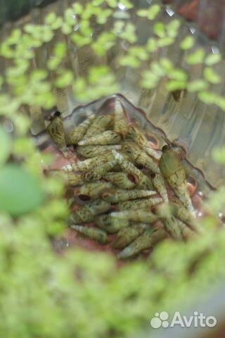 Улитки Мелании и Ампулярии