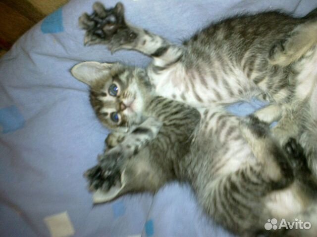 Хорошенькие котята - британские мраморные