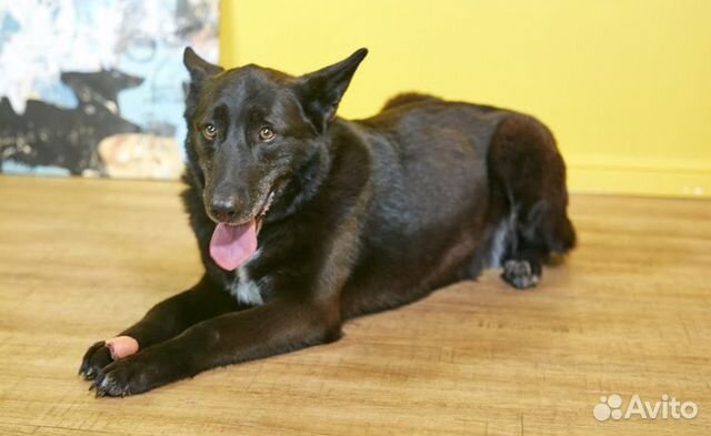 Чёрная красотка Надин