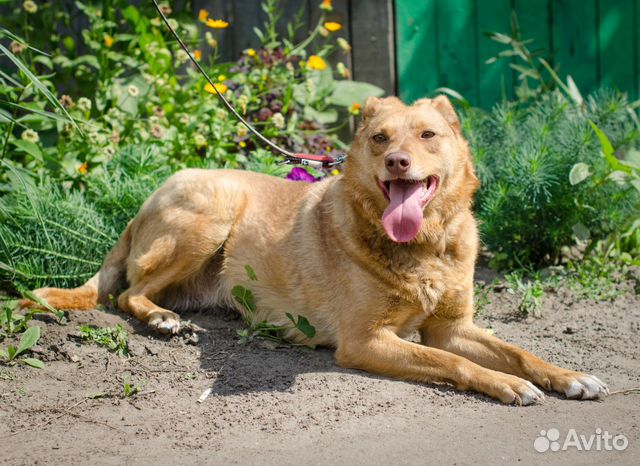 Стерилизованная собака Жужа