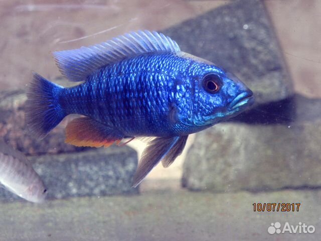 Хаплохромис Васильковый. Василек
