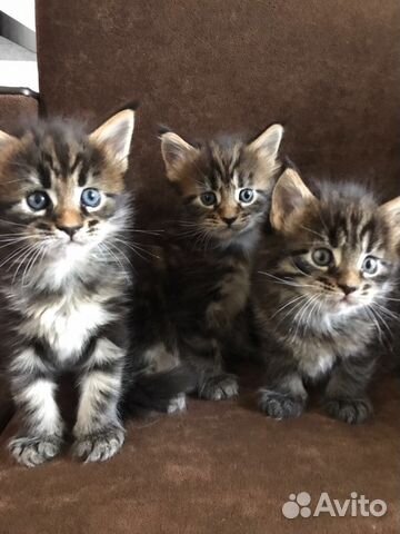 Резервирование котят