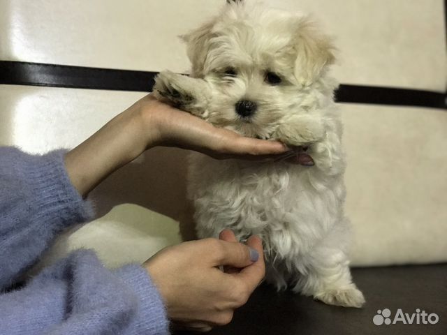 Мальтезе,мальтийская болонка мальчик