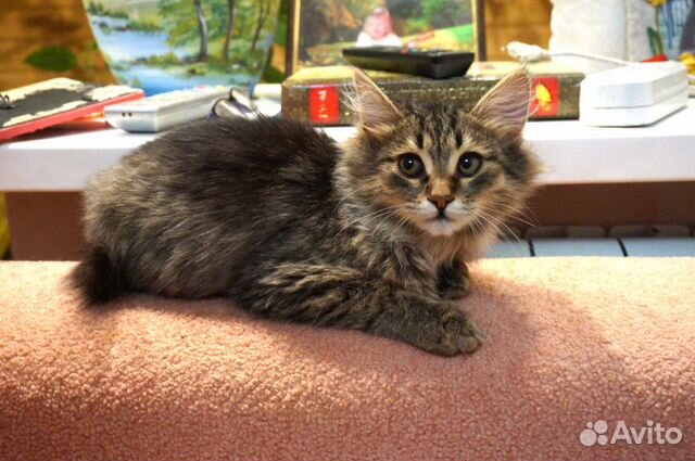 Скромная девчушка ищет дом