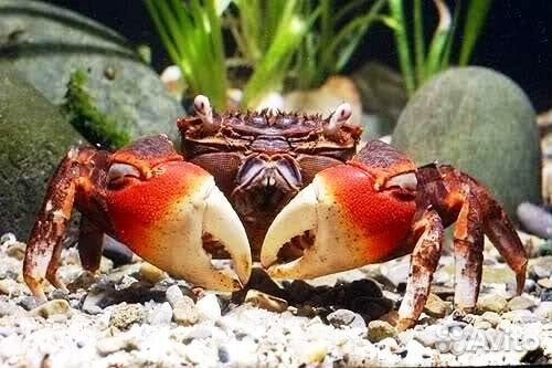 Краб красный паук пресноводный