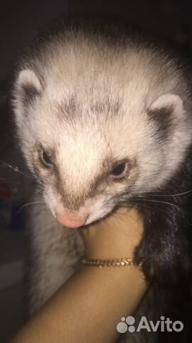 Хорек вязка