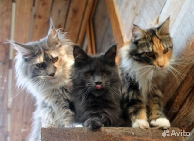 Мейн кун крупные кошки Вашей мечты