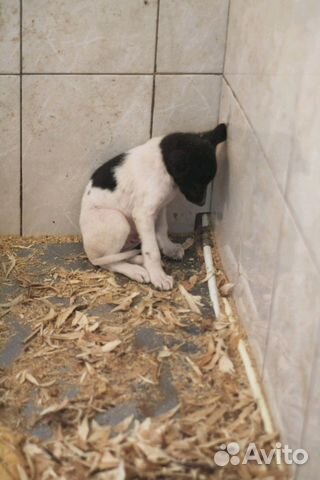 Спасите малышей